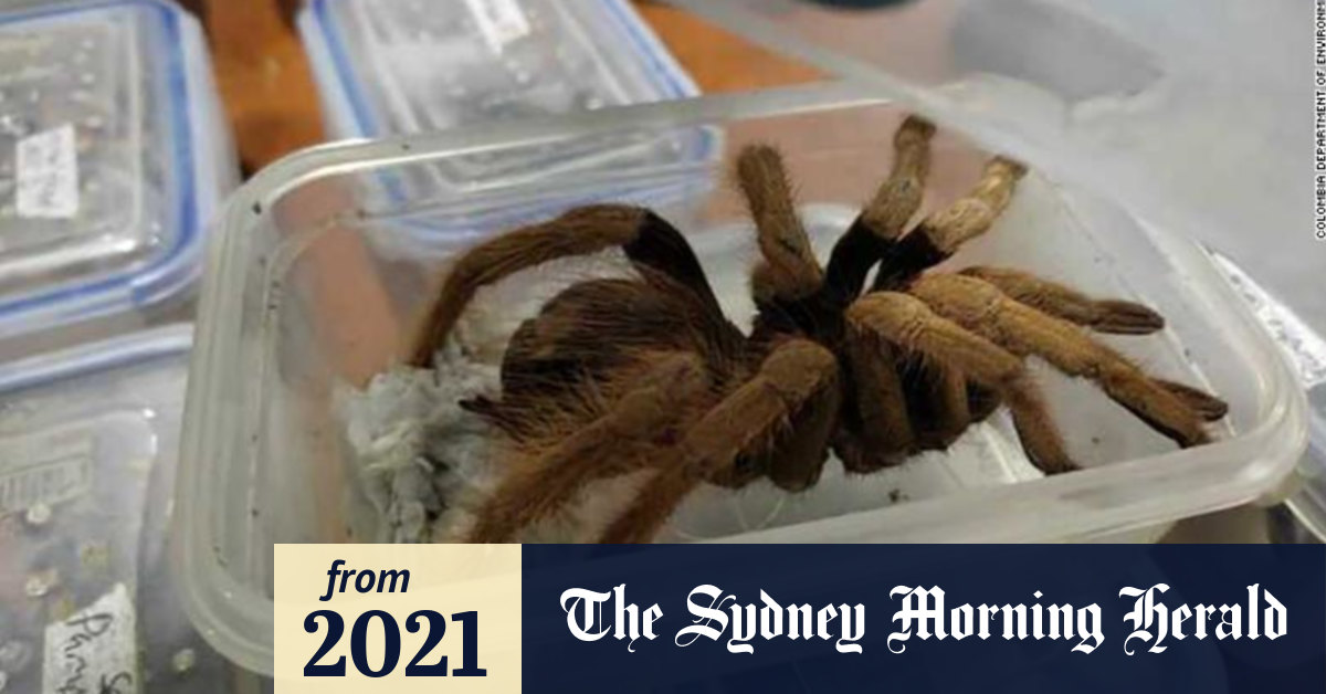 Colombia seizes hundreds of tarantulas in airport spider-smuggling bust