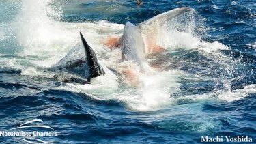 Battle at sea: Whale watchers capture blue whale's fight to the death ...