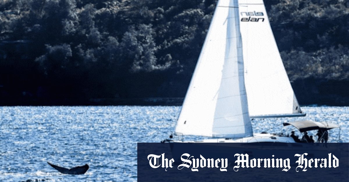 #annabgo tinker is cute cute, petite and lots of fun.