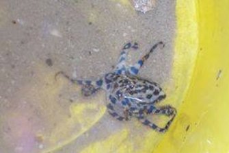 Fourth hospitalisation in under a month from a blue-ringed octopus
