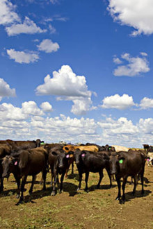 AACO farm values up 6 per cent despite floods and drought