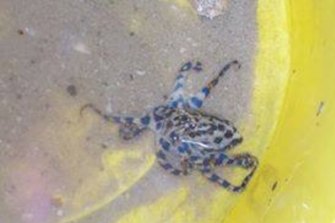 Fourth hospitalisation in under a month from a blue-ringed octopus