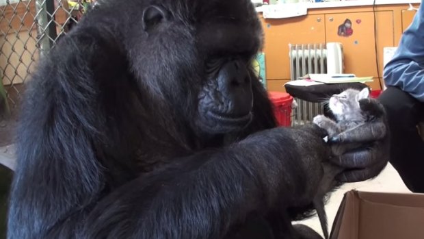 Koko the gorilla, the chimp who knew sign language, dies at 46