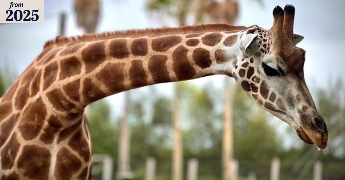 Giraffe and unborn calf die at Sydney Zoo
