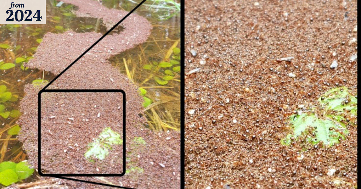 Fire ants Australia: NSW threatened by floating ‘rafts’ of deadly insects