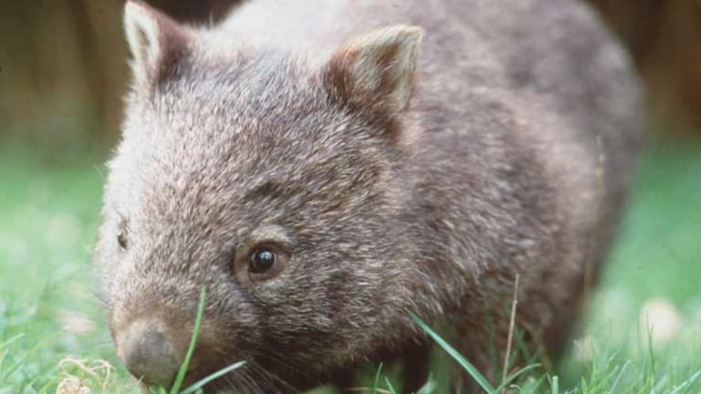 Woman bitten on the leg by wombat at Queensland wildlife park
