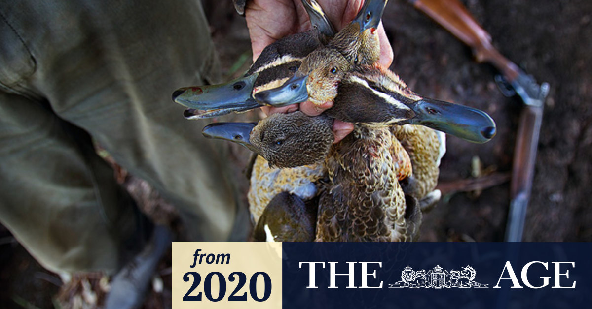 Victoria duck hunting: Toxic birds prompt fears of 'Russian roulette'