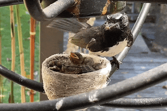 Melbourne birds: Aggressive little ravens take over at expensive of ...