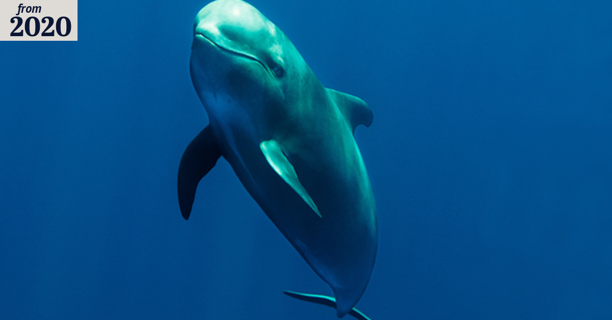 why do animals beach themselves