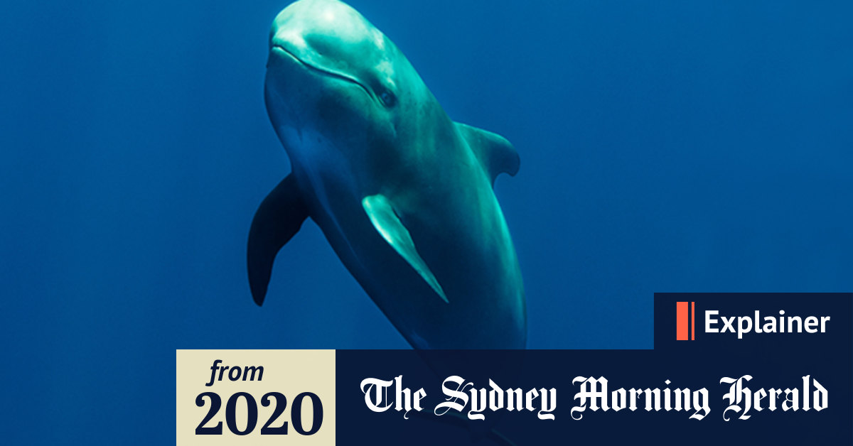 Why do whales beach themselves?