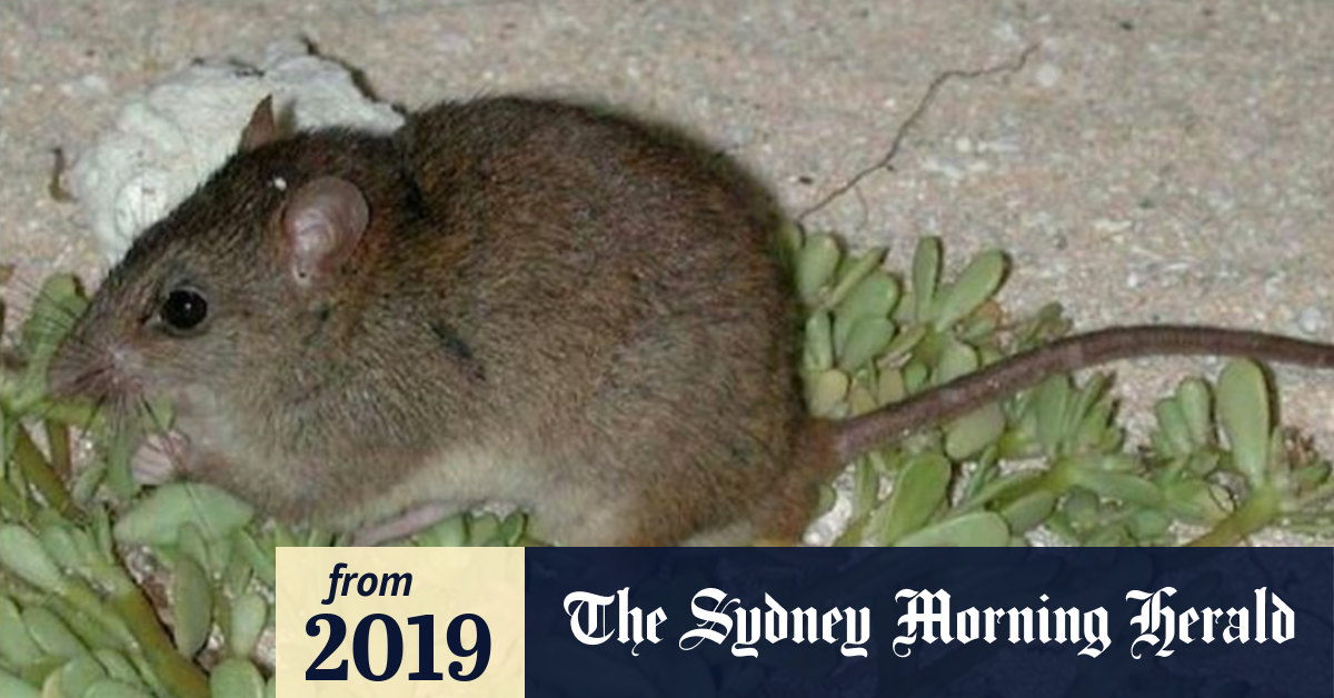 The Bramble Cay melomys is climate change's first mammal extinction victim