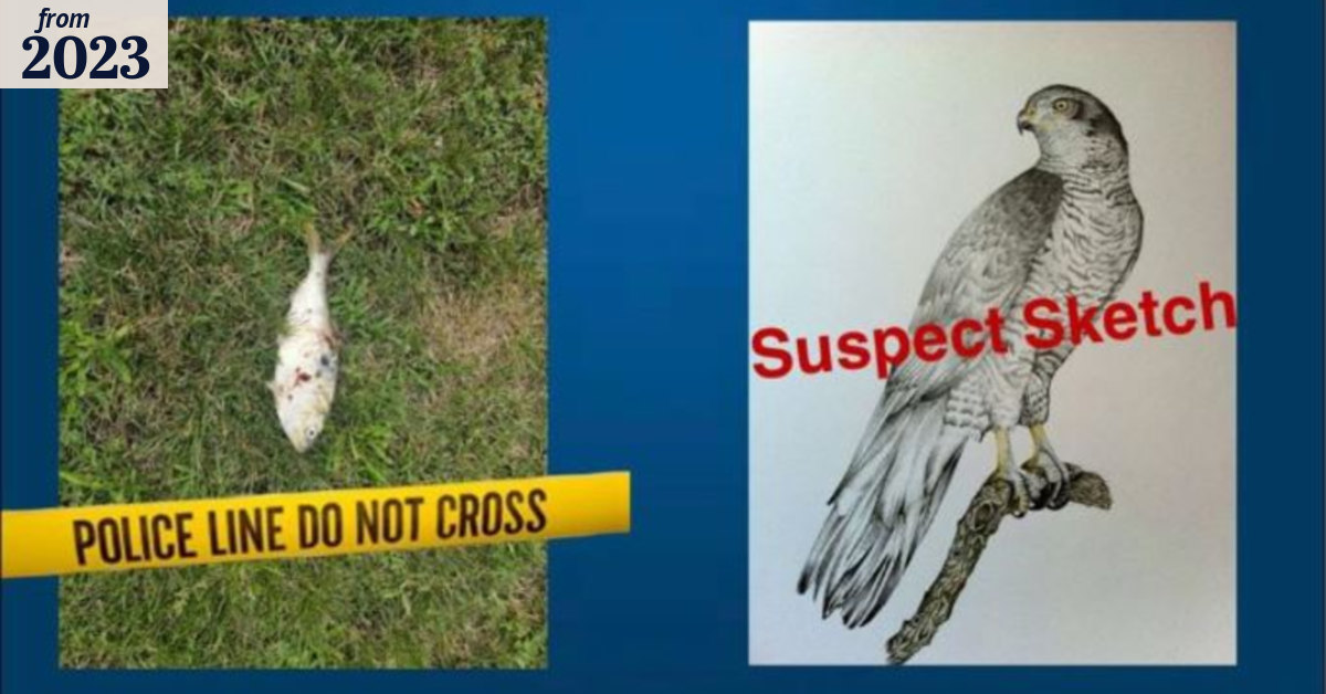 Huge power outage with an unlikely culprit: a fish dropped by a bird