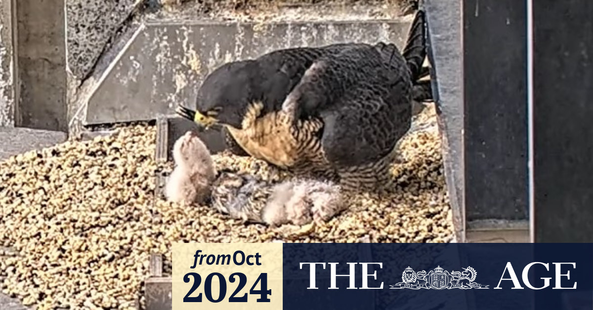 Collins St peregrine falcons: Third falcon chick hatches at Melbourne ...