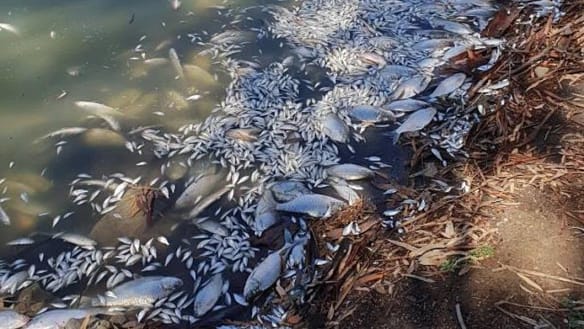 Shocking video shows dead ‘century-old fish’ in Australian ...