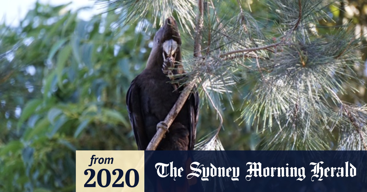 Bushfires Victoria: Endangered glossy black cockatoos seen in Melbourne