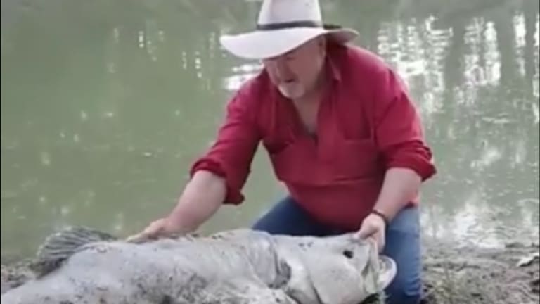 Top scientists agree to Labor request to study Darling River fish kill