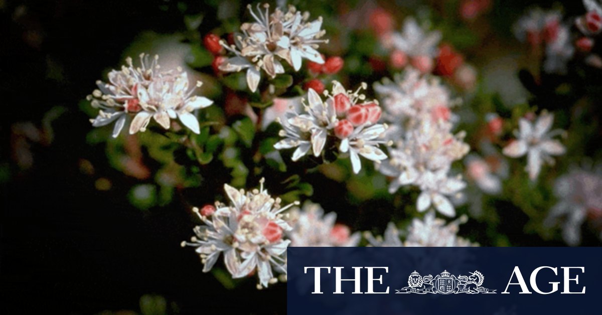 rare alpine plants located after Black Summer bushfires to go to ...