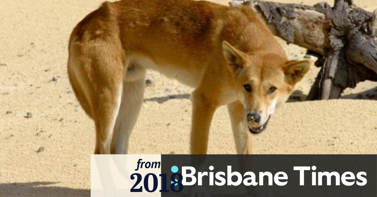 How a dead dingo from 350 years ago could save species
