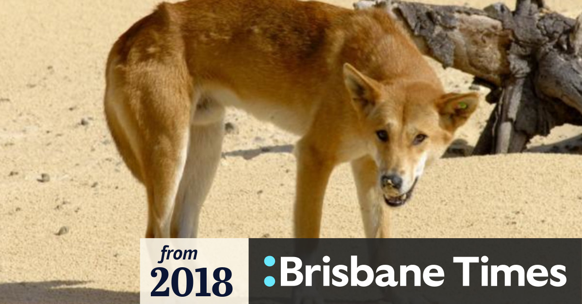 How a dead dingo from 350 years ago could save species
