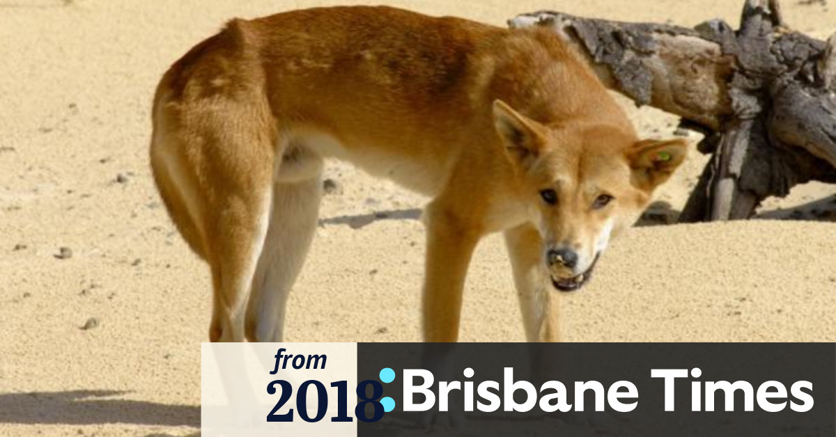 How a dead dingo from 350 years ago could save species
