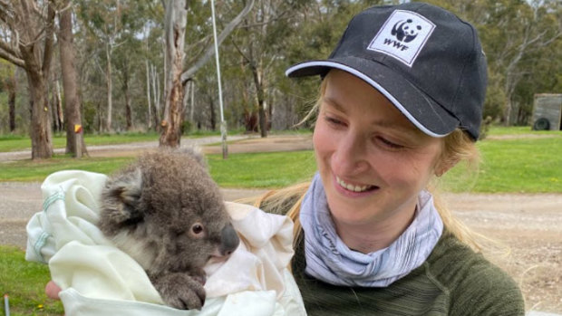 Koala genome probe to unravel genetic mysteries