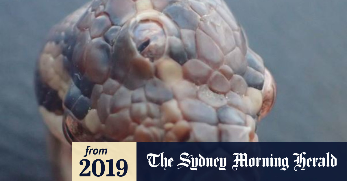 Three-eyed carpet python found near Darwin