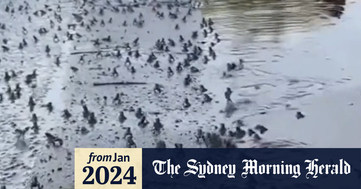 Great Aussie cane toad bust takes aim at deadly invader