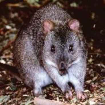 Gilbert's potoroo: Western Australia's Great Southern provides new home ...