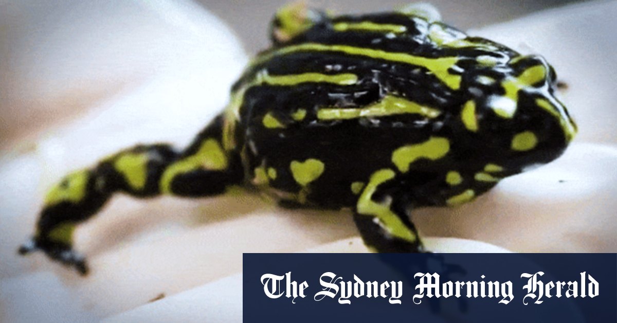 ‘Tragic legacy of extinction’: Australia graded F in biodiversity by WWF