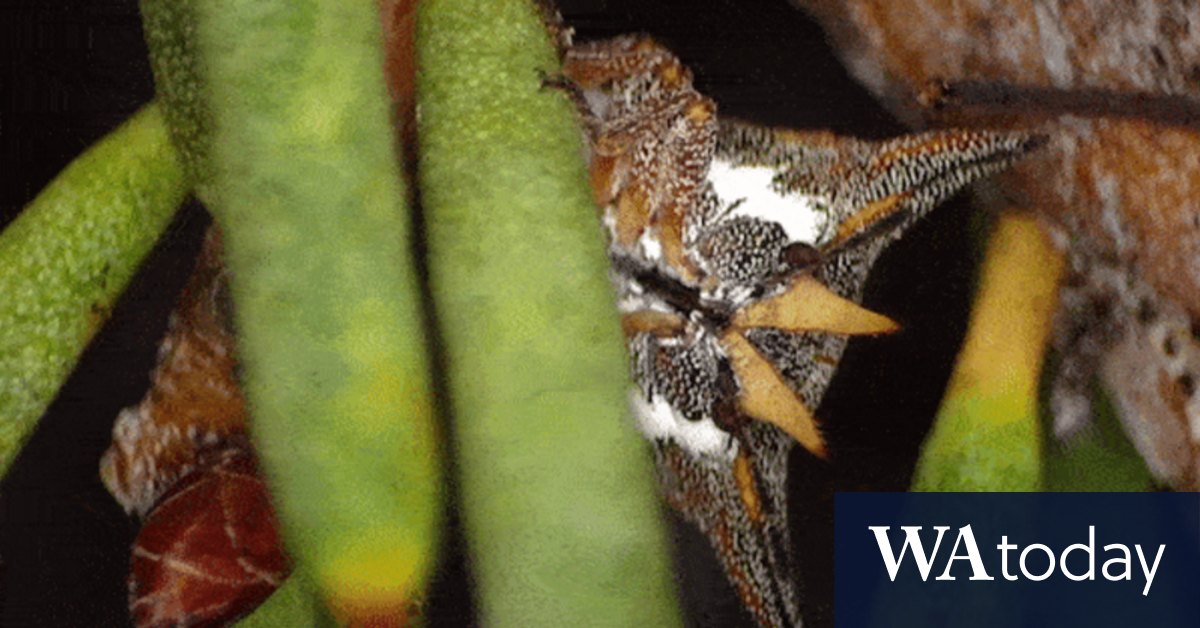 Stink bug with tusks discovered in Esperance, Western Australia on Bush ...