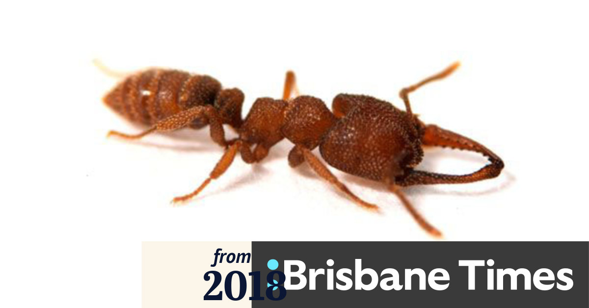 Aussie ant crowned fastest in the animal kingdom