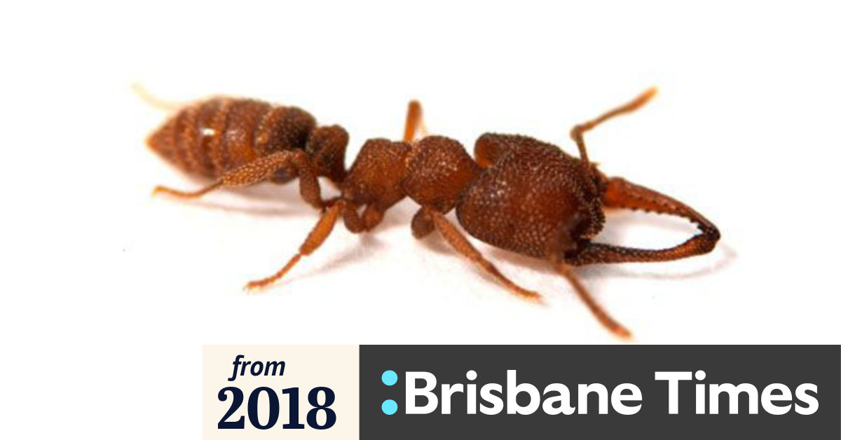 Aussie ant crowned fastest in the animal kingdom