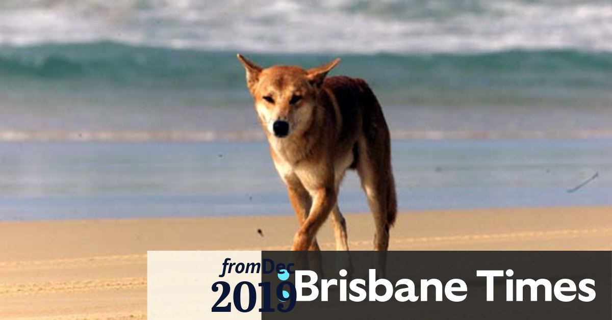 Dingo put down after Fraser Island attack showed 'concerning' behaviour