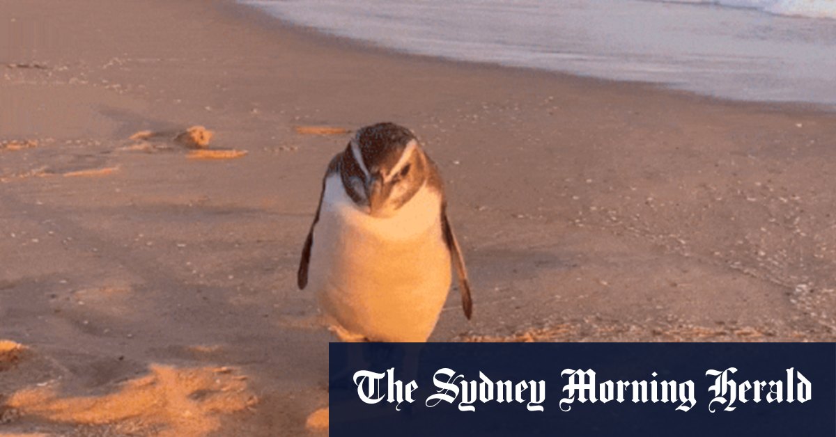 Wildlife: Tiny penguin rescued in Victoria after gruelling trans-Tasman ...