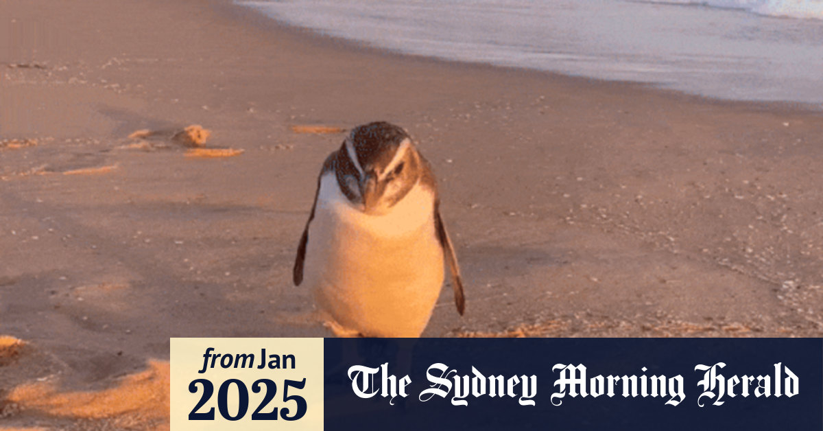 Wildlife: Tiny penguin rescued in Victoria after gruelling trans-Tasman ...
