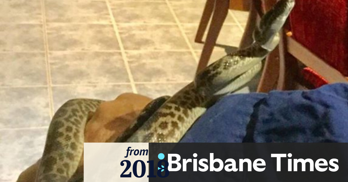 Snake bites Queensland woman while she sleeps