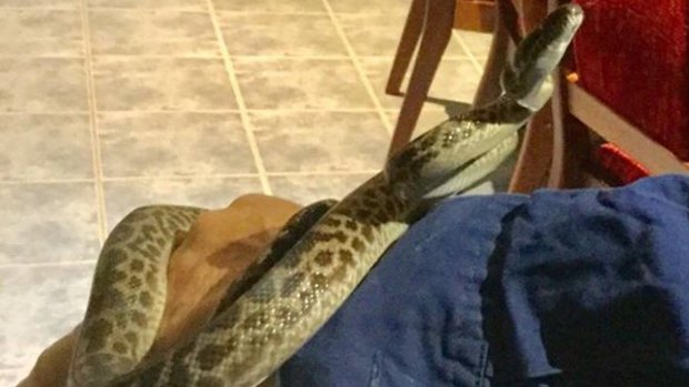 Snake bites Queensland woman while she sleeps