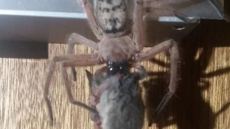 'Mate, don't freak out': Extraordinary pictures show a huntsman spider ...