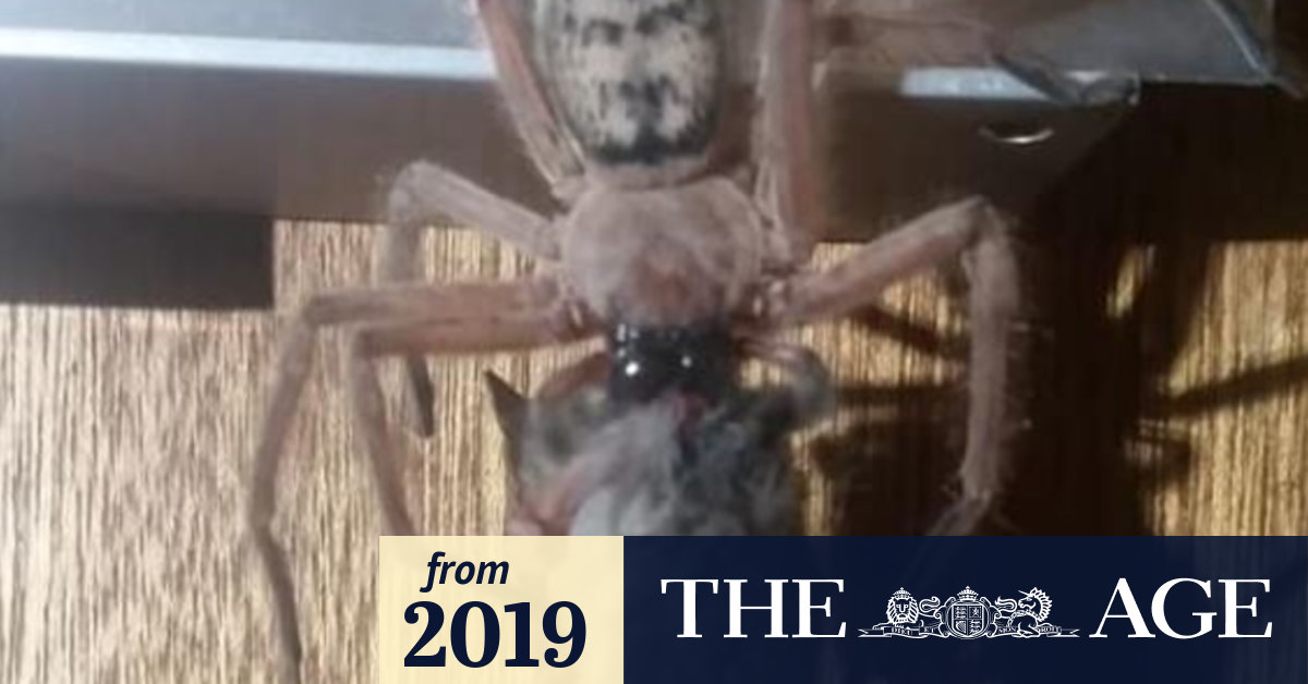 'Mate, don't freak out': Extraordinary pictures show a huntsman spider ...