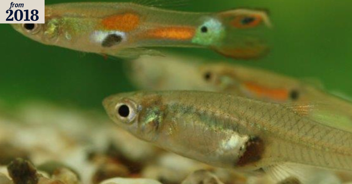 guppy changing colour