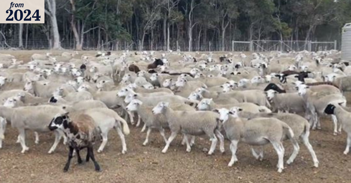 Why this WA farmer is digging a mass grave for 3000 sheep