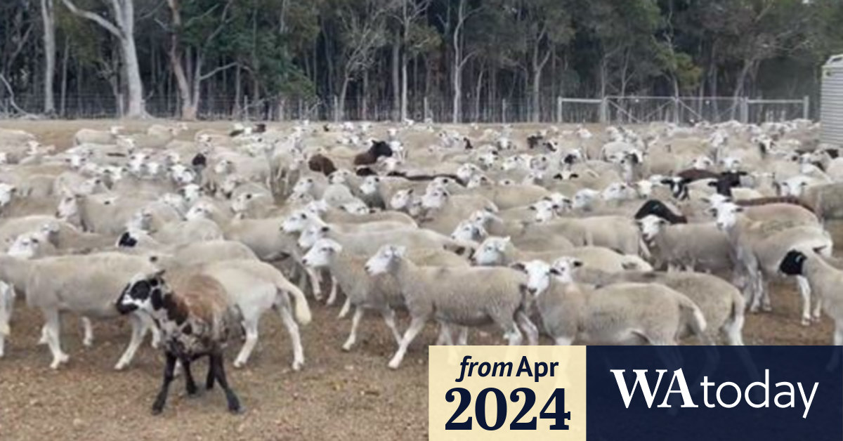 Why this WA farmer is digging a mass grave for 3000 sheep