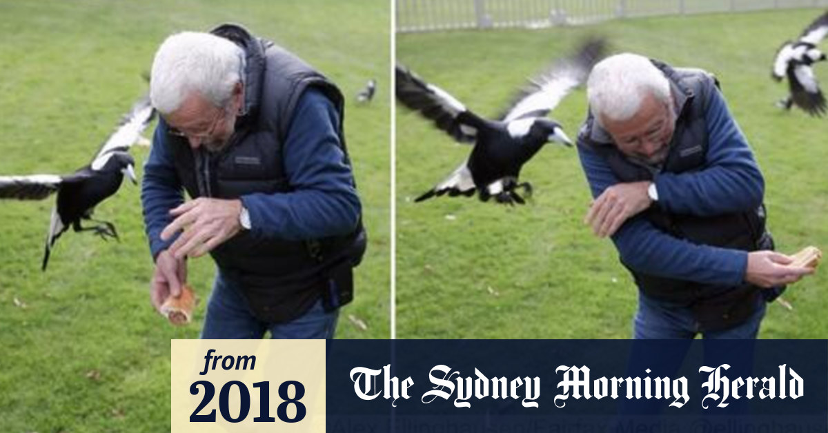 'Australia's most aggressive magpies' wreak havoc in Parliament