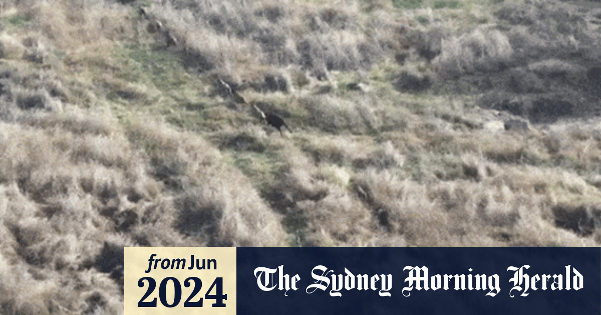 Feral pigs running rampant across NSW