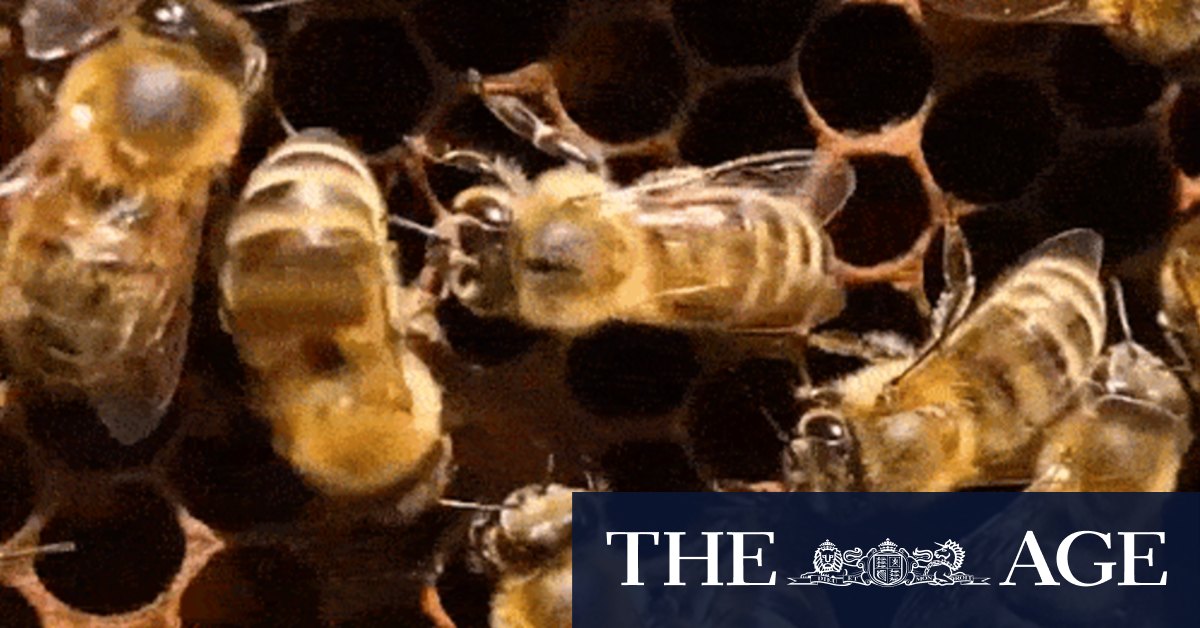 After months-long border closure, Victorian beekeepers set to bring ...
