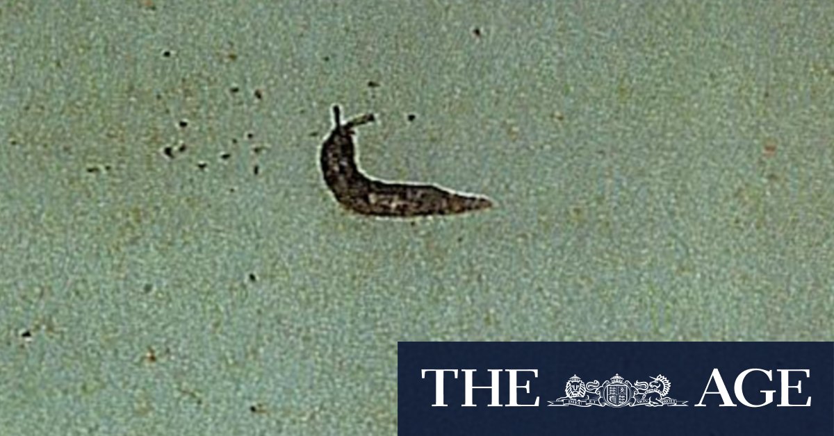 Slug gate case sees former CHO Brett Sutton accused of destroyed ...