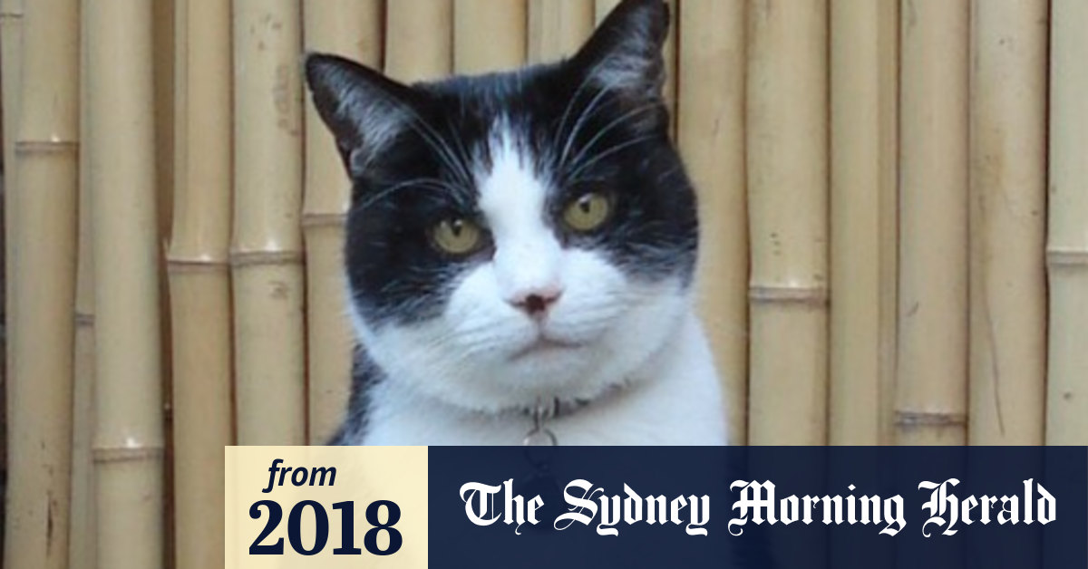 Discovery of new cat virus could shed light on hepatitis B