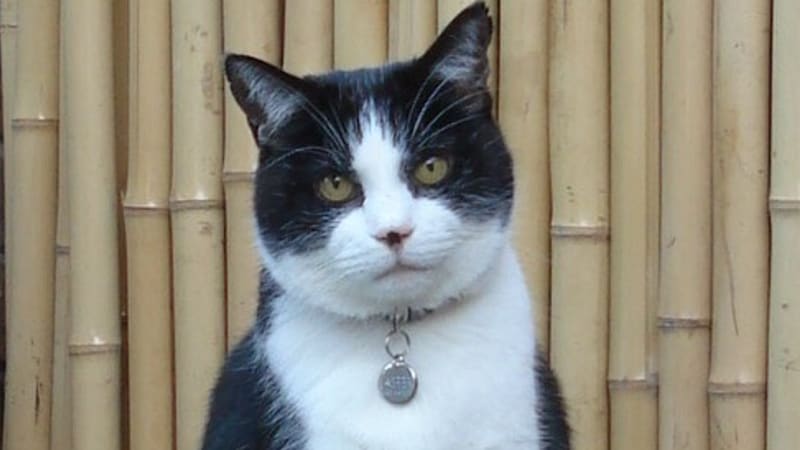 Discovery of new cat virus could shed light on hepatitis B