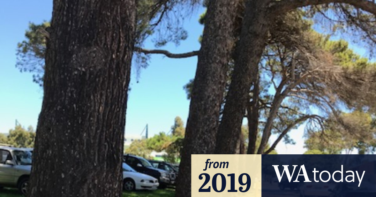 Dying trees at Subi college building site spark fears for Gallipoli ...