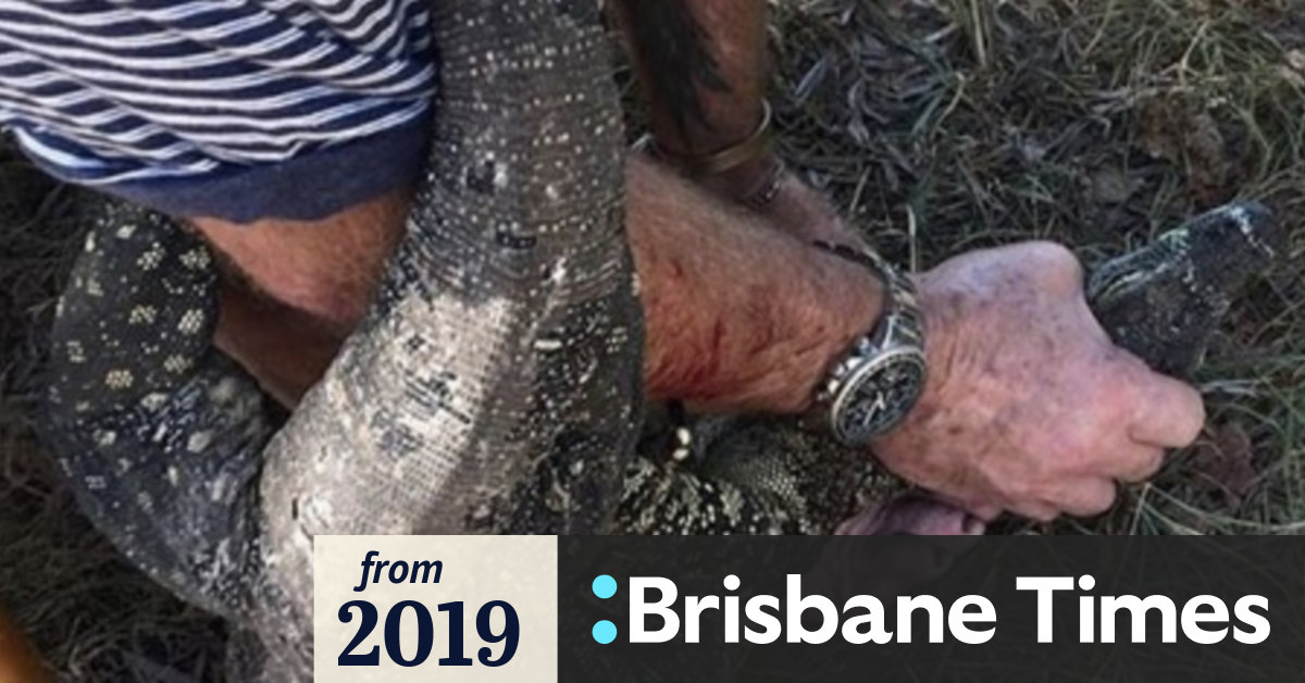 Goanna attacks Queensland man then turns on paramedic who came to help